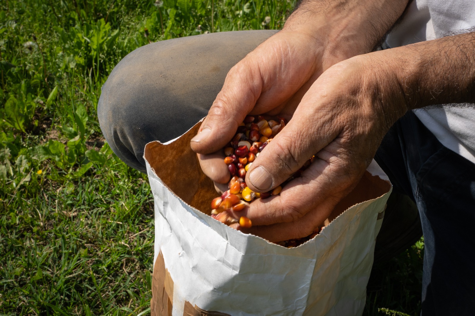 Ogm, la risposta sbagliata alla crisi ambientale | HAB